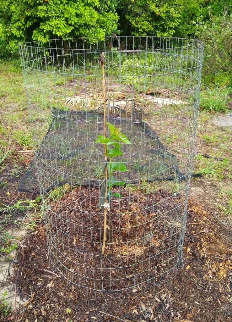 Protecting your mulberries and other fruit trees from deer – Florida ...