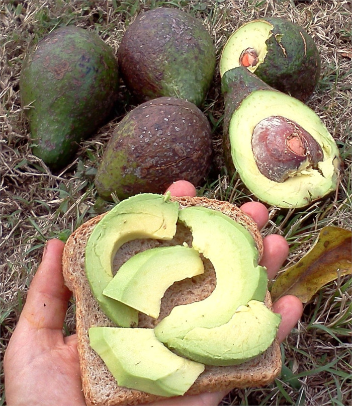 Fruit and Spice Park: The all-you-can-eat tropical fruit botanical ...