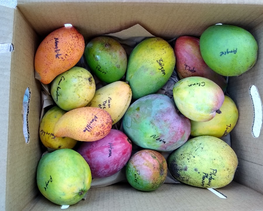 A visit to Mango Men: Richard Campbell & sons – Florida Fruit Geek