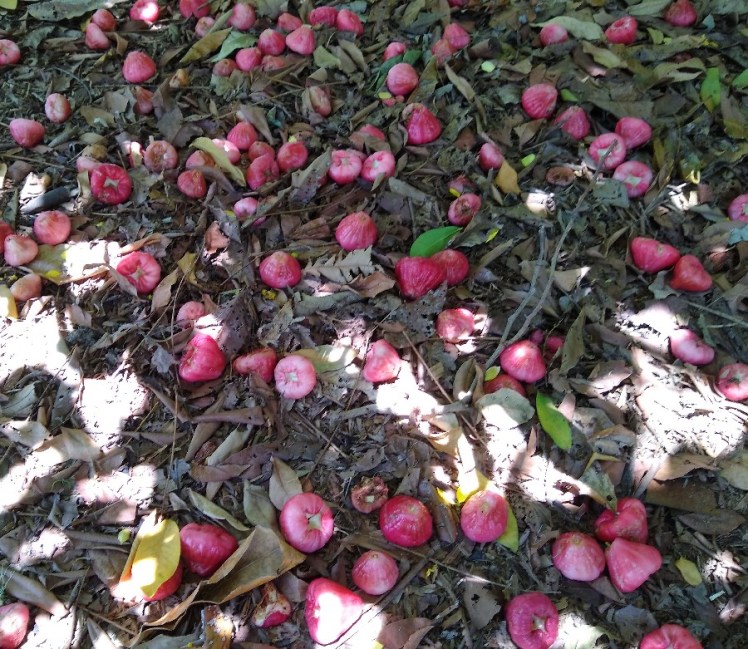 Fruit and Spice Park: The all-you-can-eat tropical fruit botanical ...