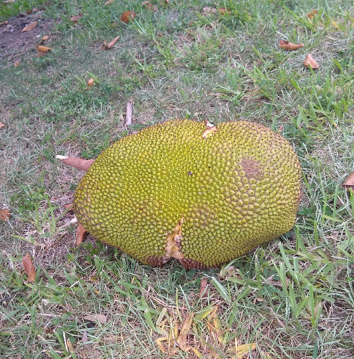 Fruit and Spice Park: The all-you-can-eat tropical fruit botanical ...