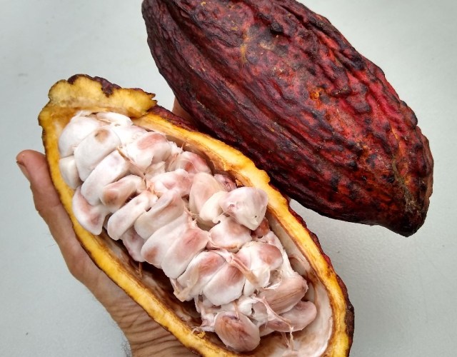 cocoa beans fruit