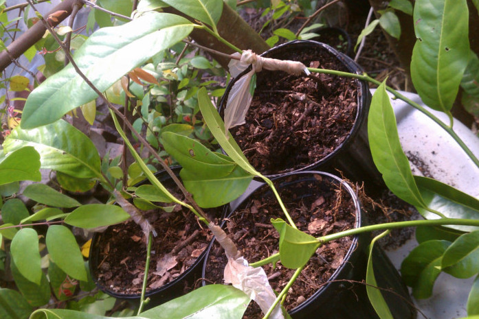 Chocolate pudding fruit successfully grafted onto American persimmon ...