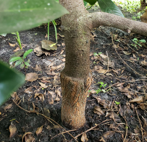 Chocolate pudding fruit successfully grafted onto American persimmon ...