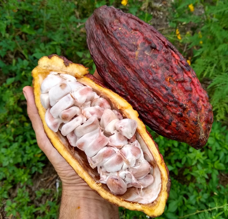 What it’s like to eat cacao fruit – Florida Fruit Geek
