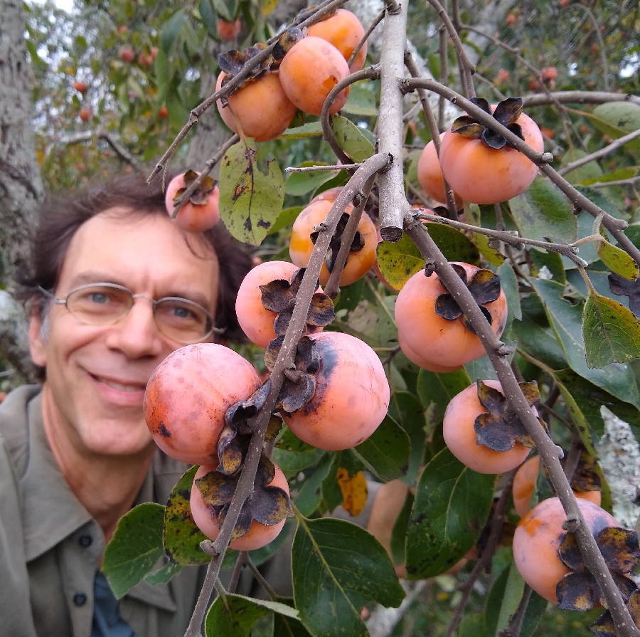 The ‘Turkey Lake’ American persimmon: free fruits & scionwood are ...