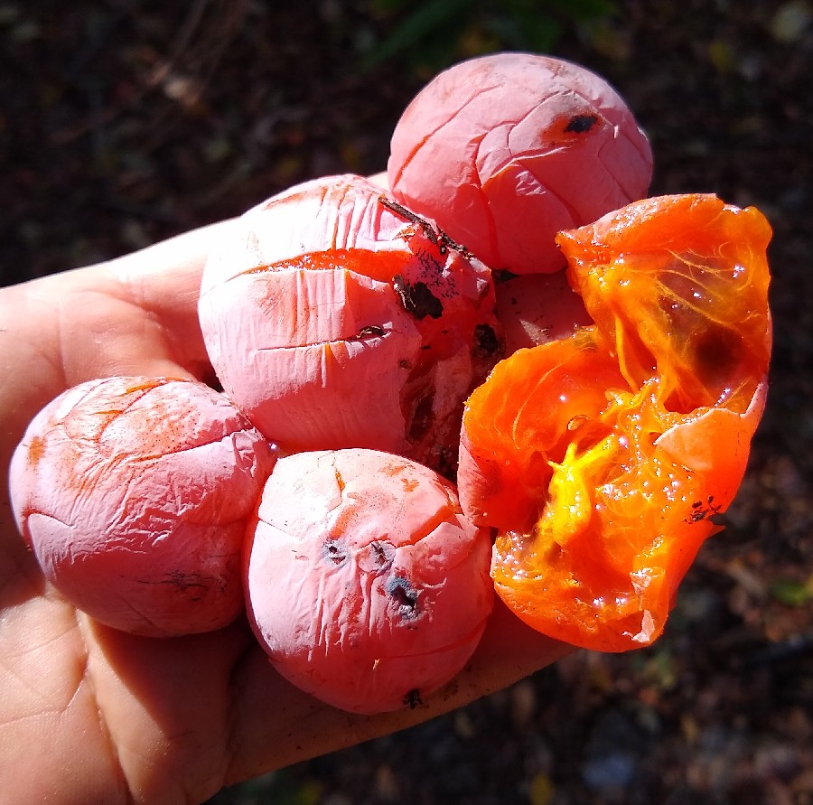 The ‘Turkey Lake’ American persimmon: free fruits & scionwood are ...