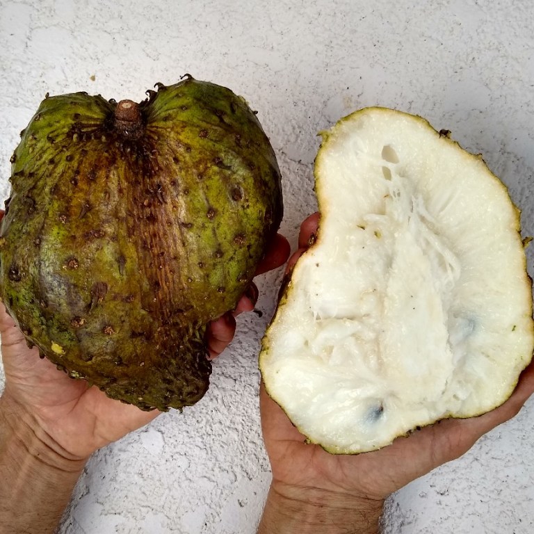 Annonaceae – The Cherimoya Family – Florida Fruit Geek