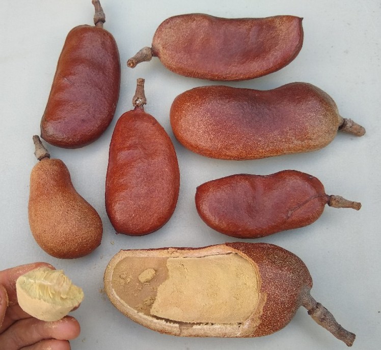 Fabaceae – The Bean Family – Florida Fruit Geek