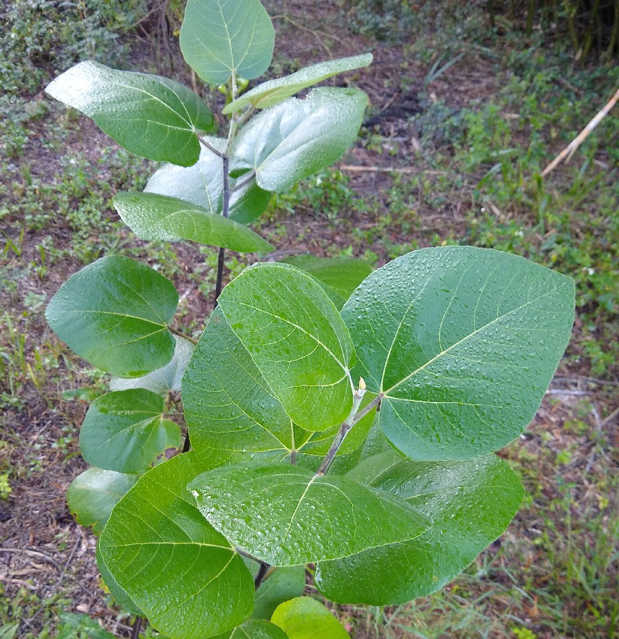 Fig nematode resistant rootstock project, 2019 status report – Florida ...
