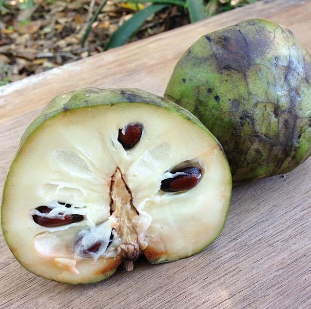 Annonaceae – The Cherimoya Family – Florida Fruit Geek