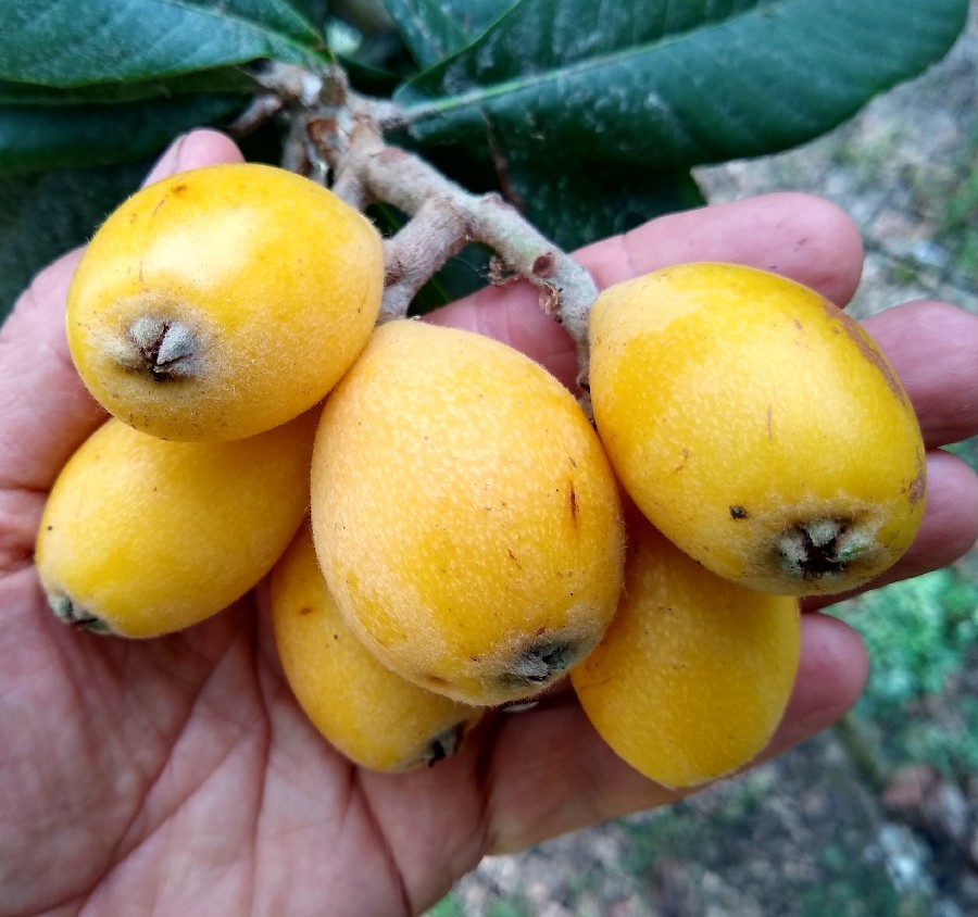 Introducing loquat variety ‘Ellen Marker’ – Florida Fruit Geek