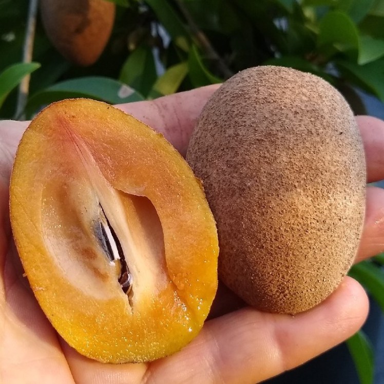 Dwarf sapodilla varieties – Florida Fruit Geek