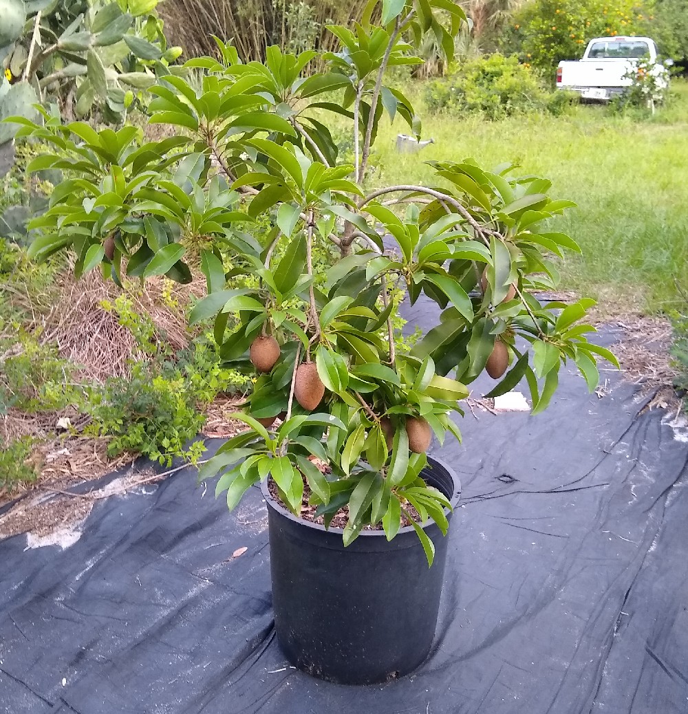 Dwarf sapodilla varieties – Florida Fruit Geek