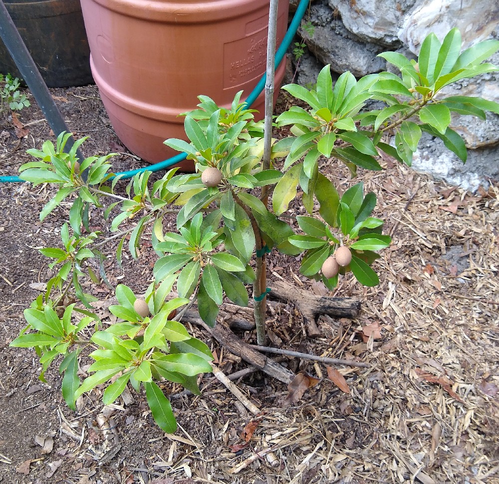 Dwarf sapodilla varieties – Florida Fruit Geek