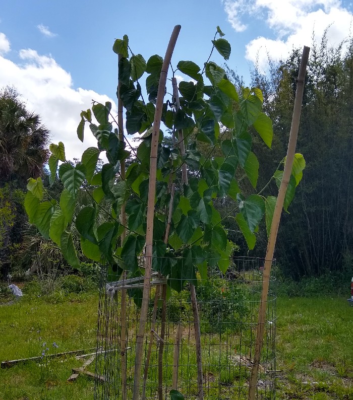 Some of the best mulberry cultivars need nematode-resistant rootstocks ...