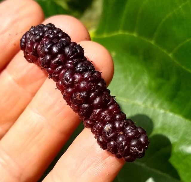 Some of the best mulberry cultivars need nematode-resistant rootstocks ...