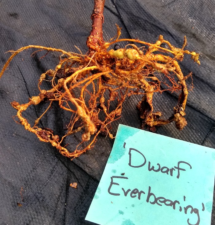 Some of the best mulberry cultivars need nematode-resistant rootstocks ...