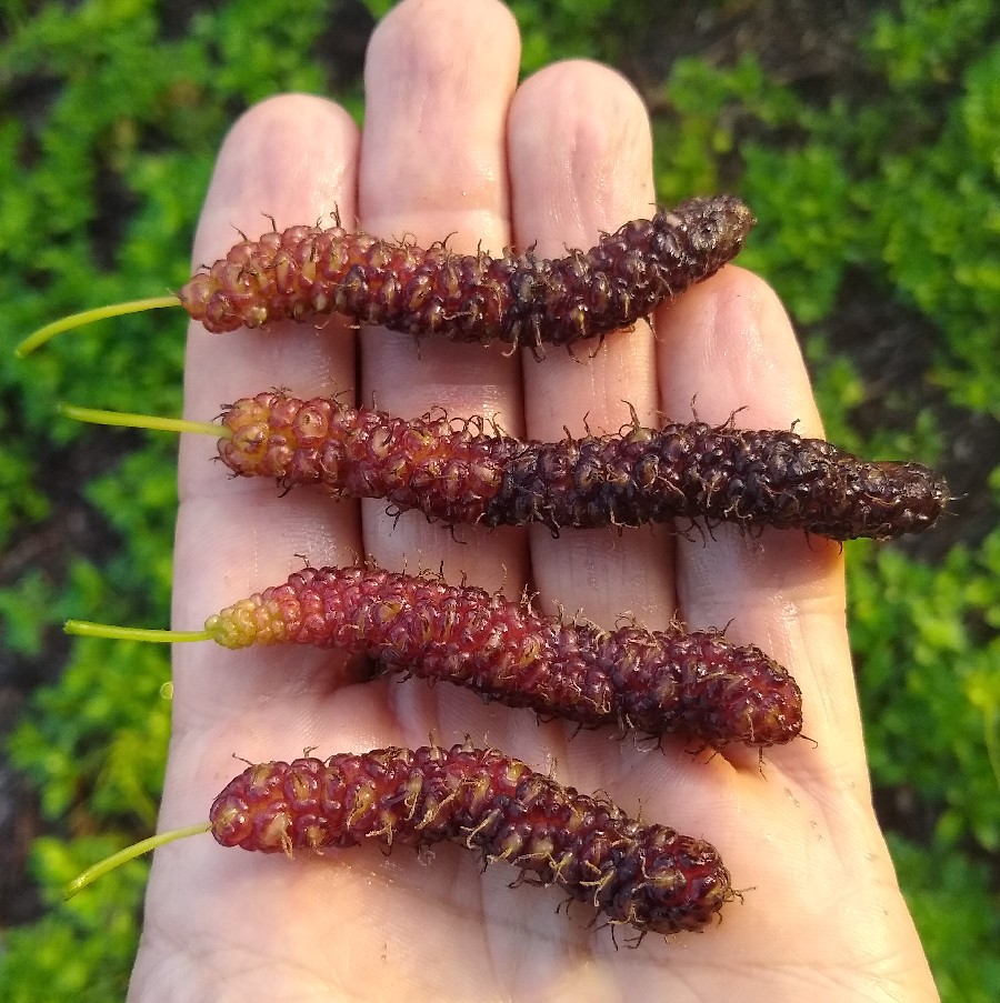 Mulberry variety ‘Skinner’ – Florida Fruit Geek