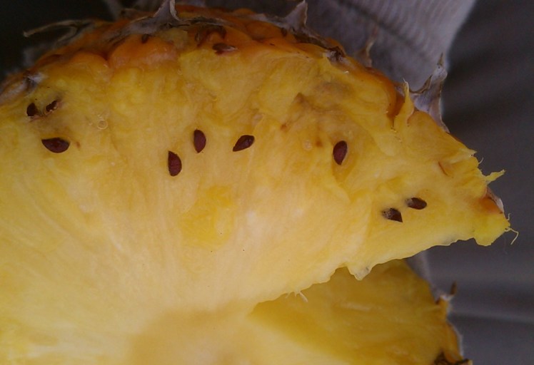 How pineapple plants grow – Florida Fruit Geek