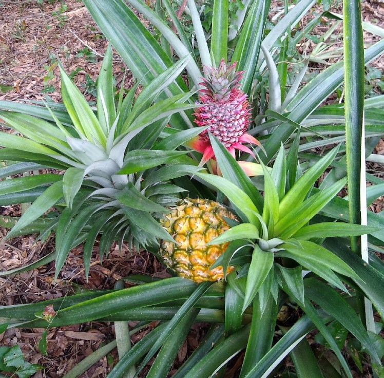 How pineapple plants grow – Florida Fruit Geek