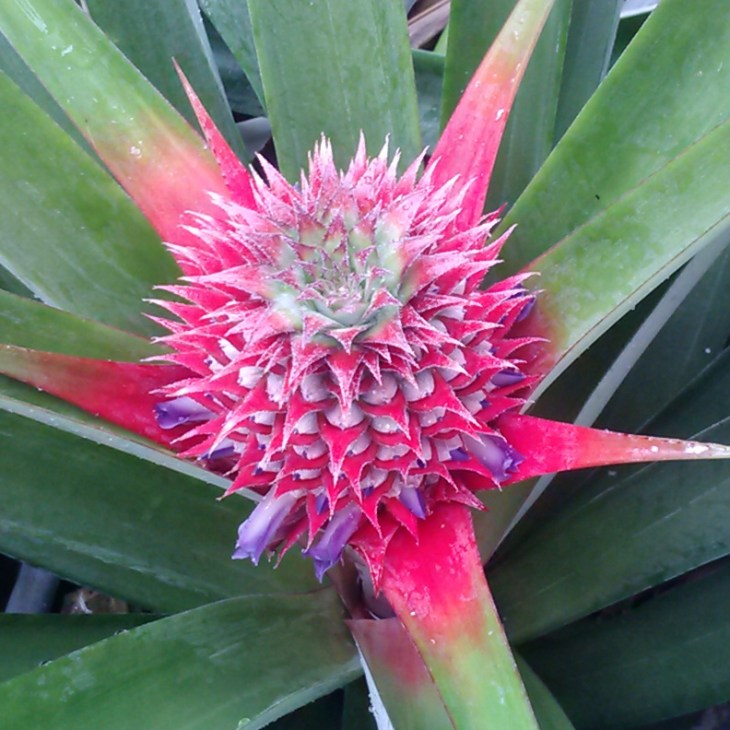 How pineapple plants grow – Florida Fruit Geek