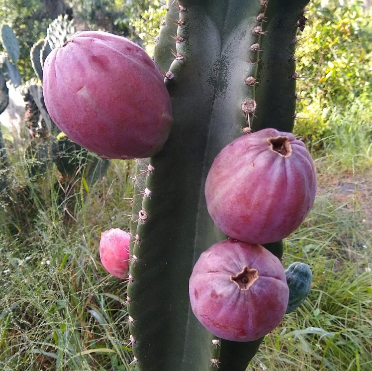 Experimenting with kadushi, Cereus repandus, as a fruit crop – Florida ...