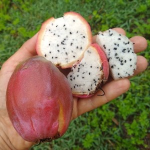 Experimenting with kadushi, Cereus repandus, as a fruit crop – Florida ...
