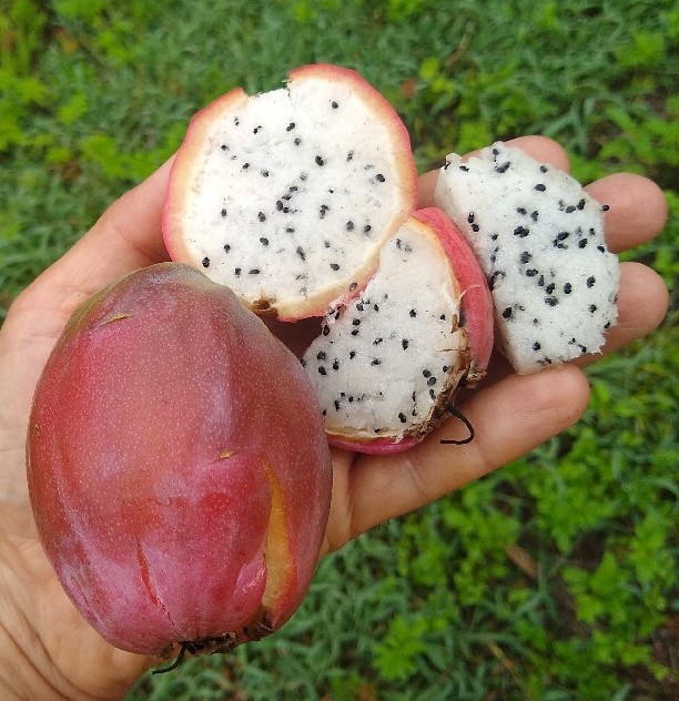 Experimenting with kadushi, Cereus repandus, as a fruit crop – Florida ...