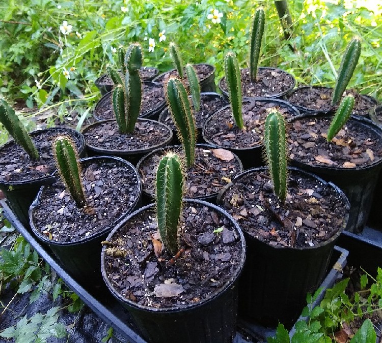 Experimenting With Kadushi Cereus Repandus As A Fruit Crop Florida