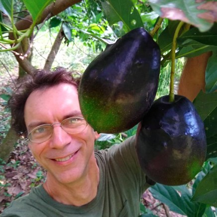 Experimenting with not-quite-as-cold-hardy avocado varieties – Florida ...